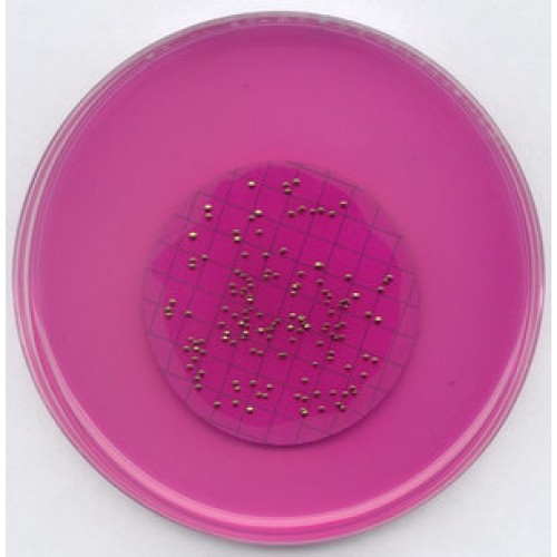 m-FC-Agar