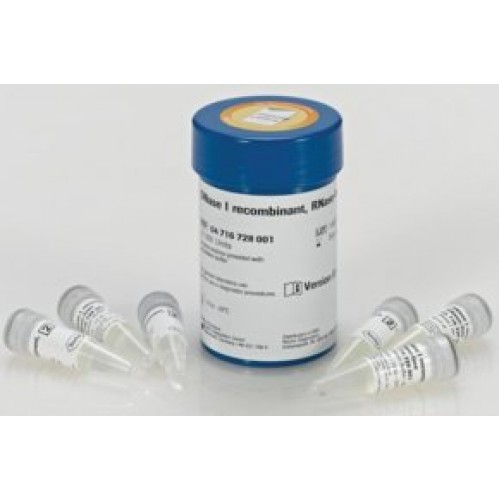 DNase I recombinant, RNase-free - Pack /10000 units | ArkanLabs